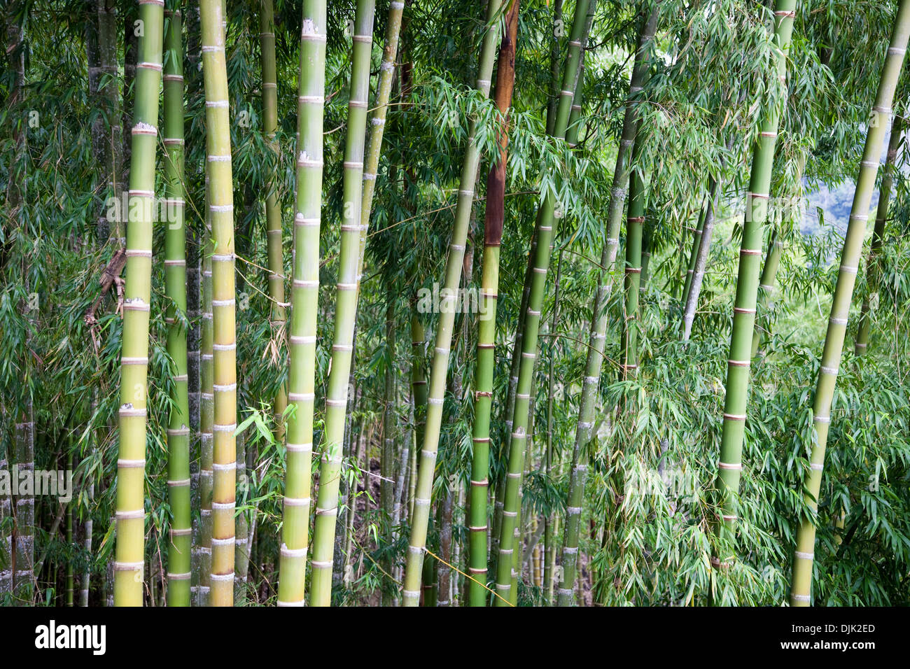 Bamboo trees in Colombia Stock Photo - Alamy