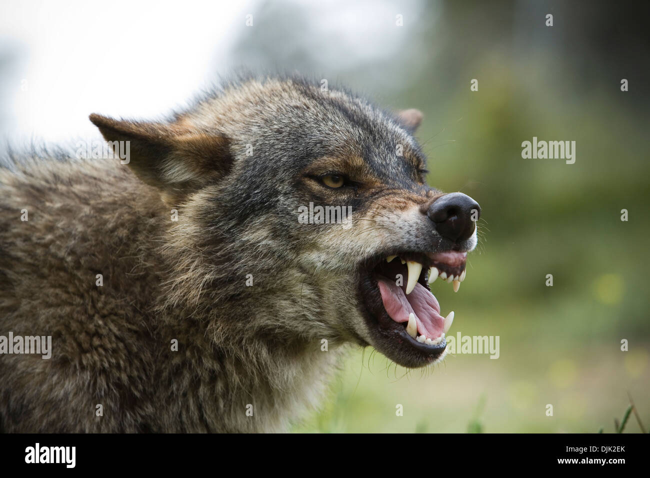 Angry wolf hi-res stock photography and images - Alamy