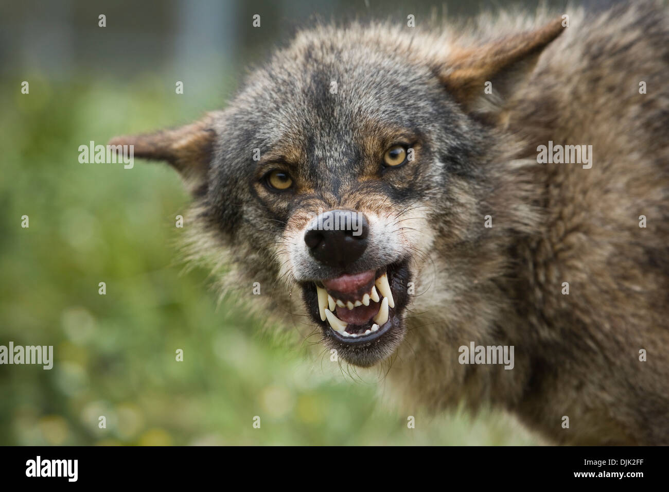 A wolf with an expression of aggression to other components. Wolf park ...