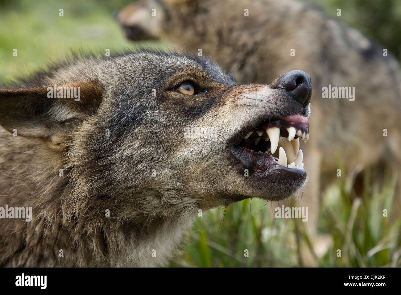 A wolf with an expression of aggression to other components. Wolf park ...
