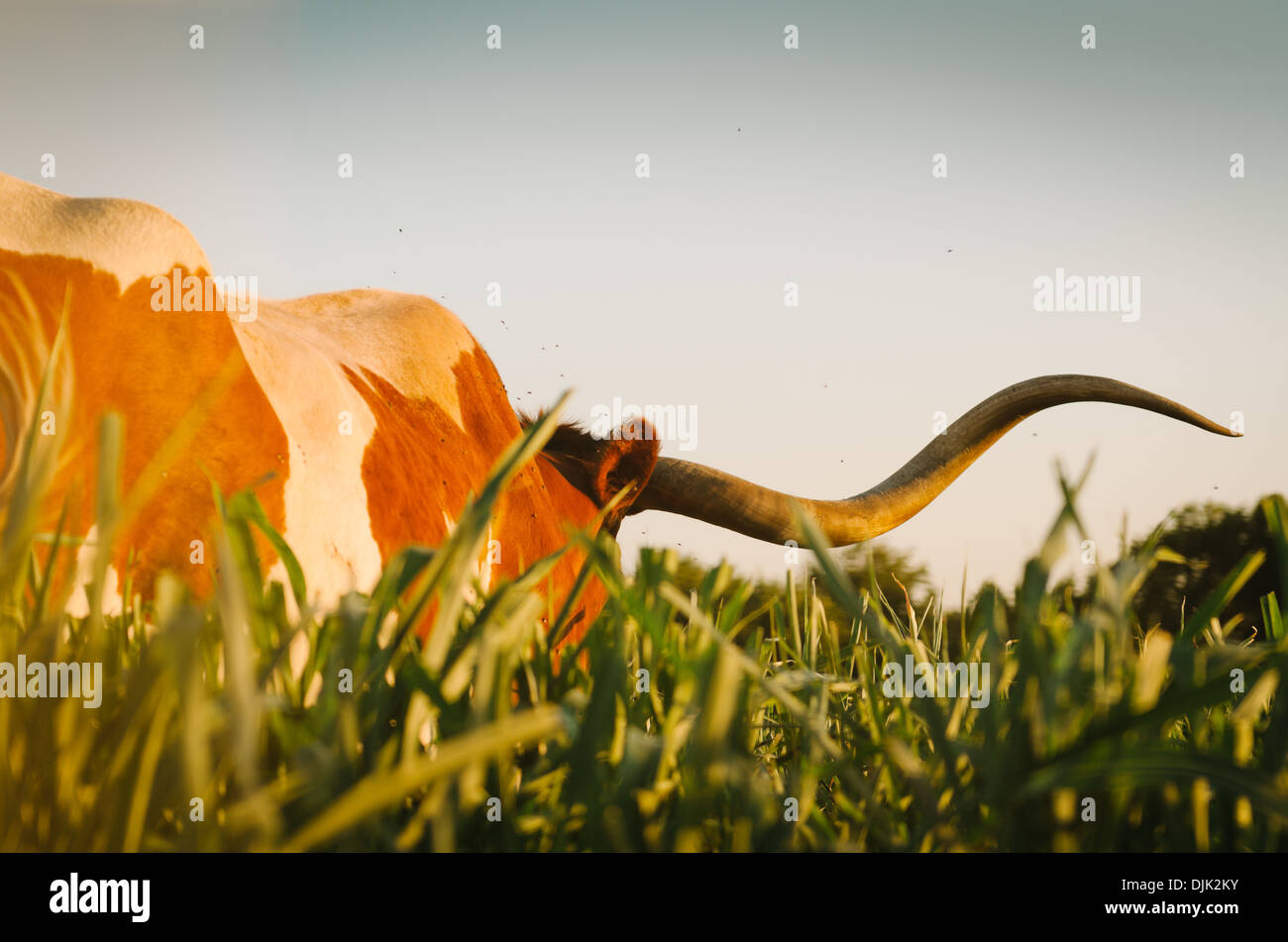 Mature Texas Longhorn in the middle of grassy field at sunset. Low ...