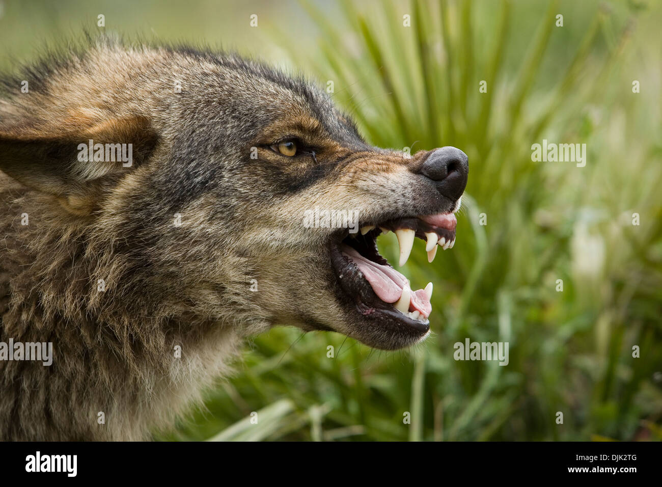 Wolf Growling Profile