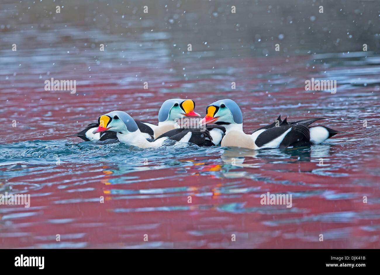 King Eider ducks foraging for food in Batsfjord harbor, Northern Sweden ...