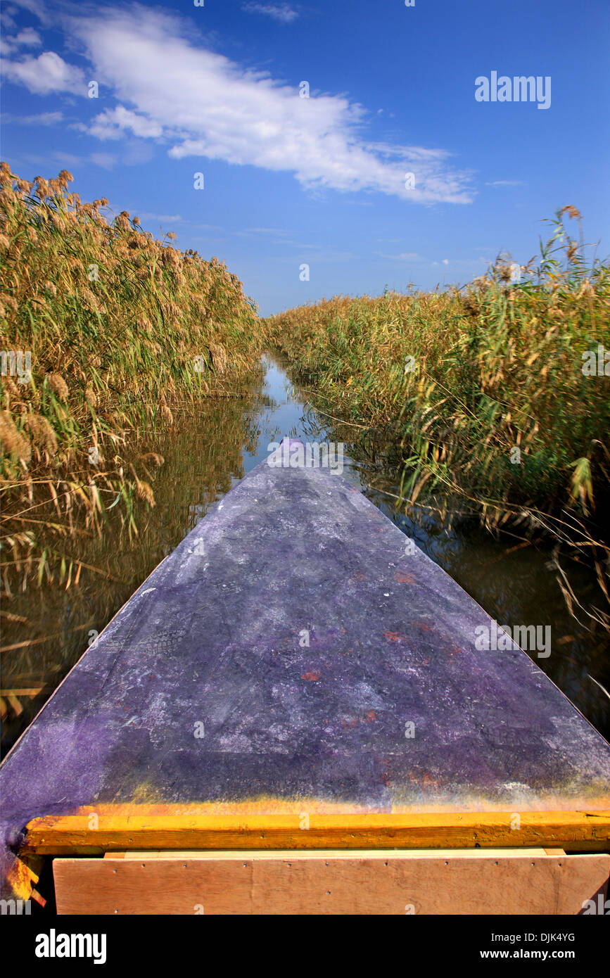 Boat ride at the Delta of Evros river, Thrace (Thraki), Greece Stock ...
