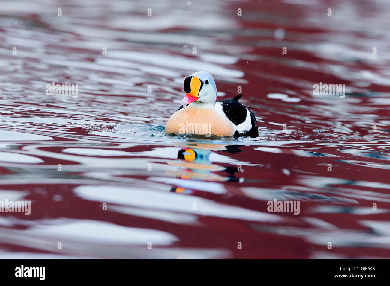 King Eider ducks foraging for food in Batsfjord harbor, Northern Sweden ...