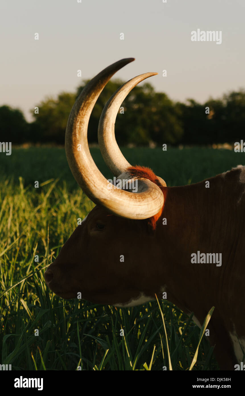 The horns of a mature Texas Longhorn side-lit in the middle of grassy ...
