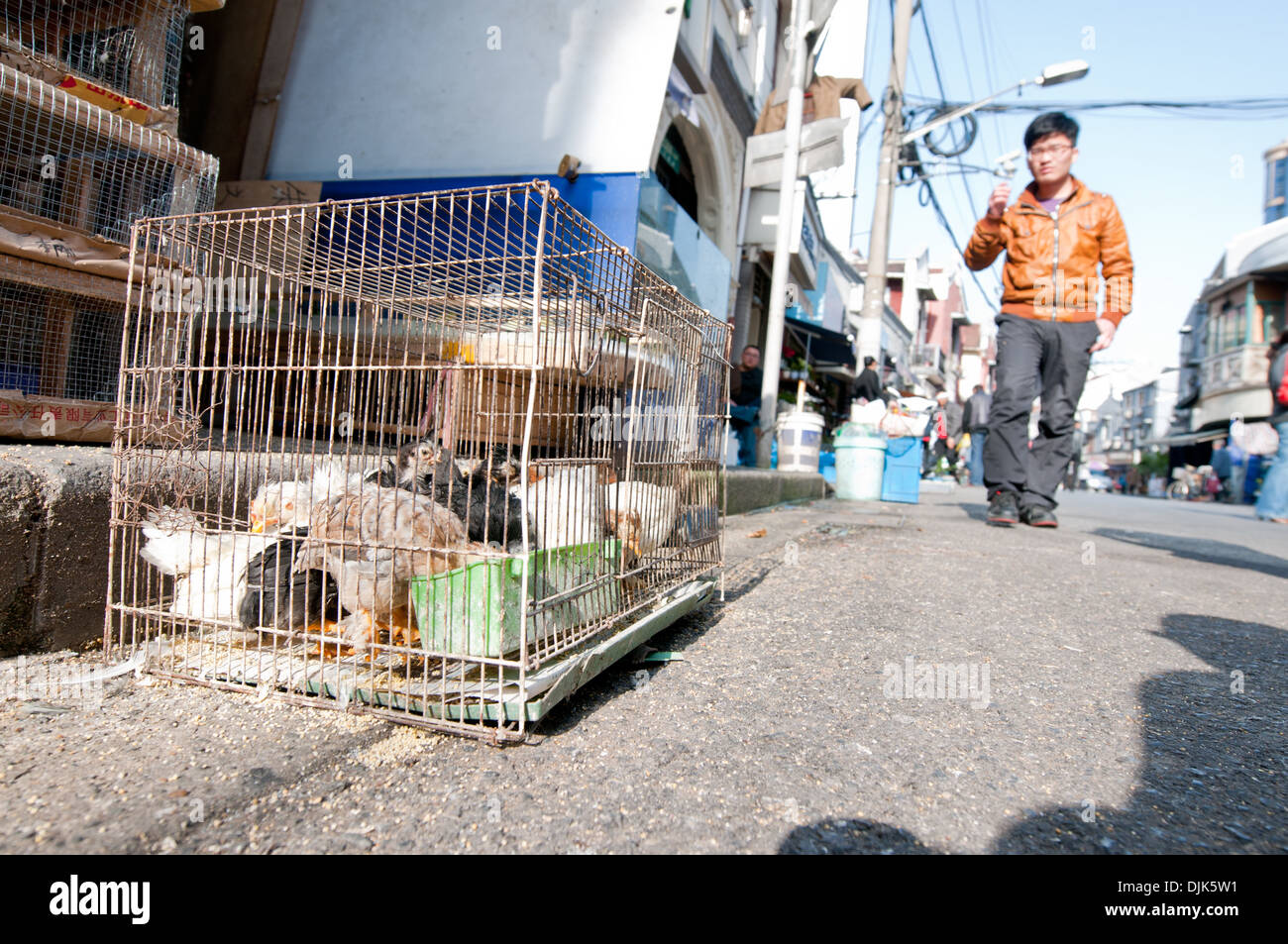 China hen hi-res stock photography and images - Alamy