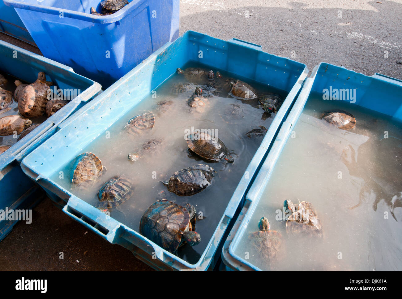 Plastic bowls with living turtles in front of pet shop at Jiangyin Road ...