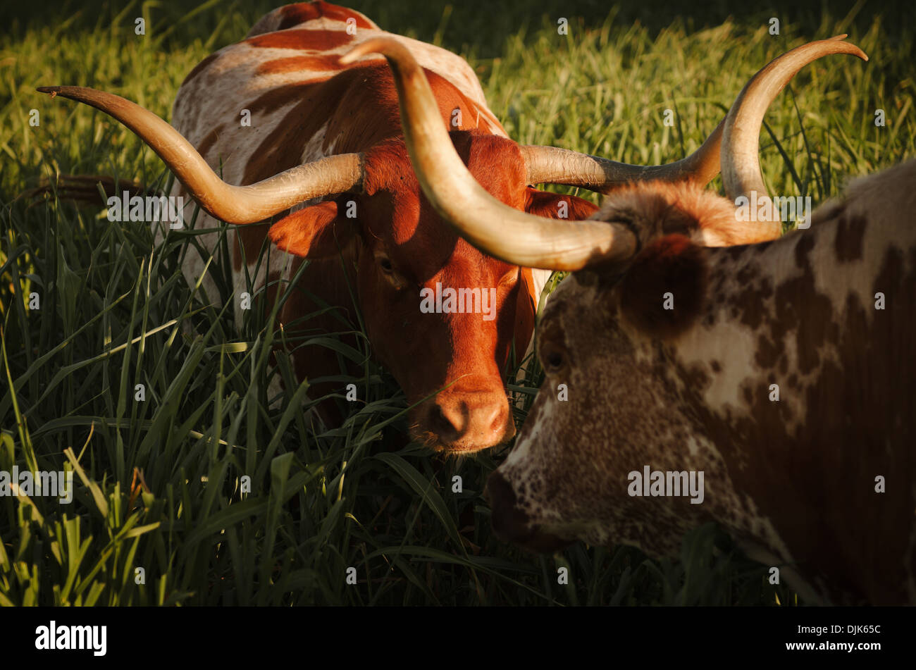 Two Texas Longhorns staring at each other in a grassy field. Shot at ...