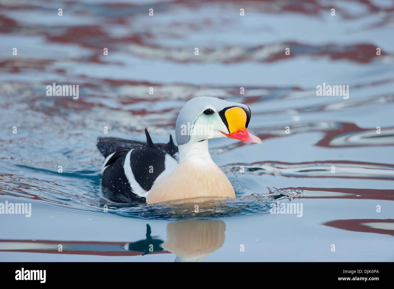 King Eider ducks foraging for food in Batsfjord harbor, Northern Sweden ...