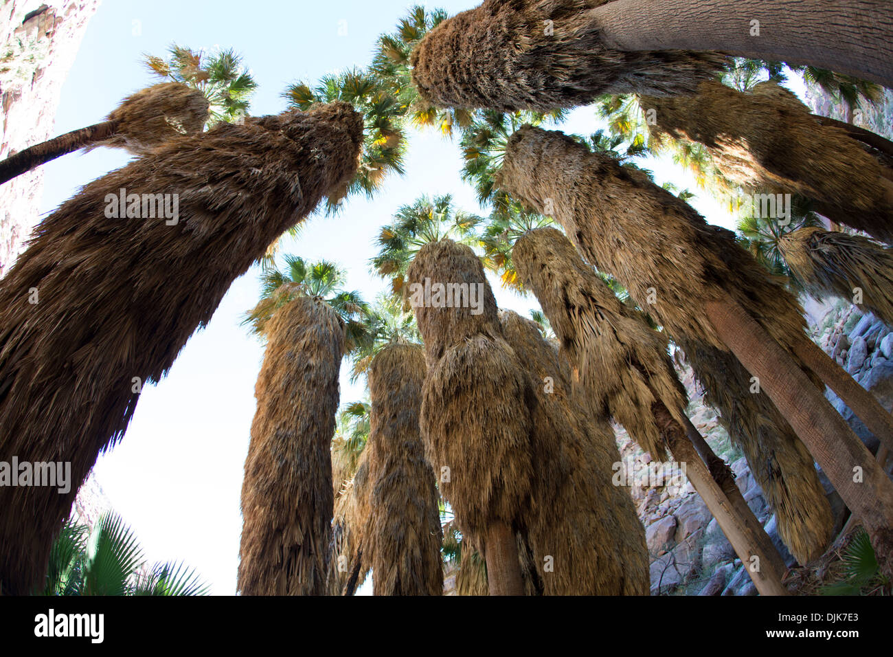 Palm tree grove and oasis in Palm Canyon in Anza Borrego Desert State ...