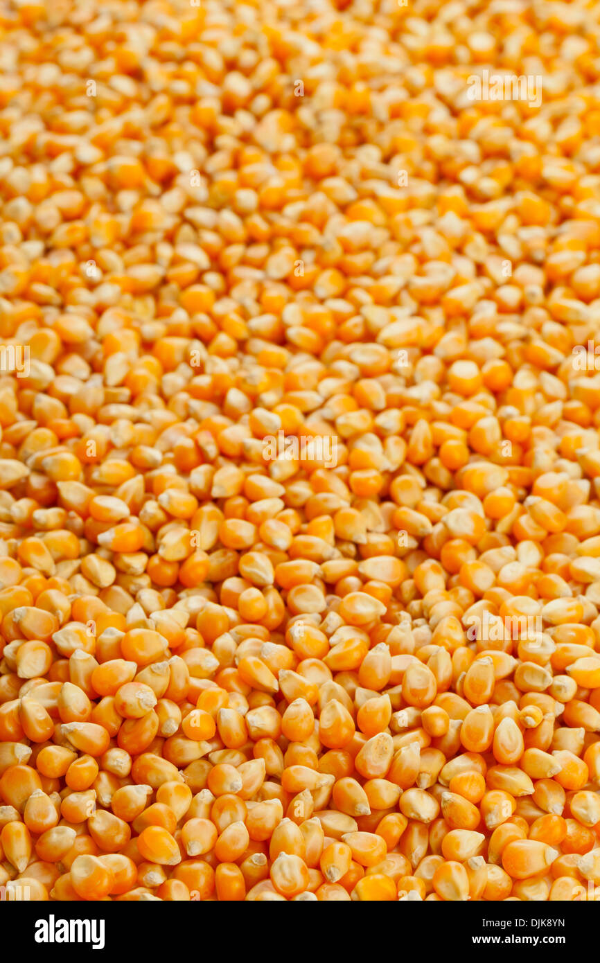 Dried corn kernels frame filling with front-to-back focus Stock Photo ...