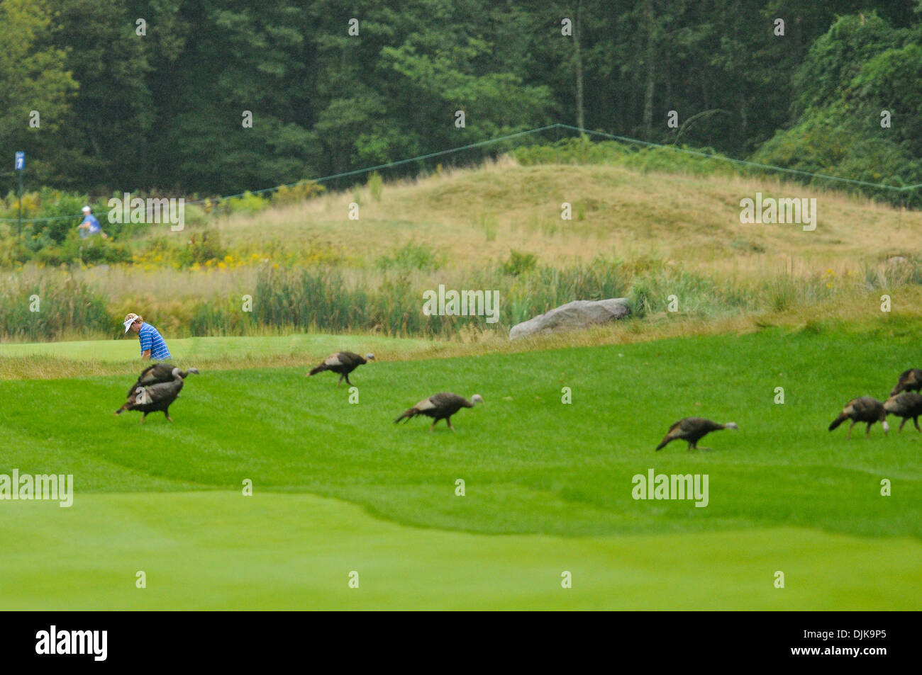 Wild turkeys boston hi-res stock photography and images - Alamy