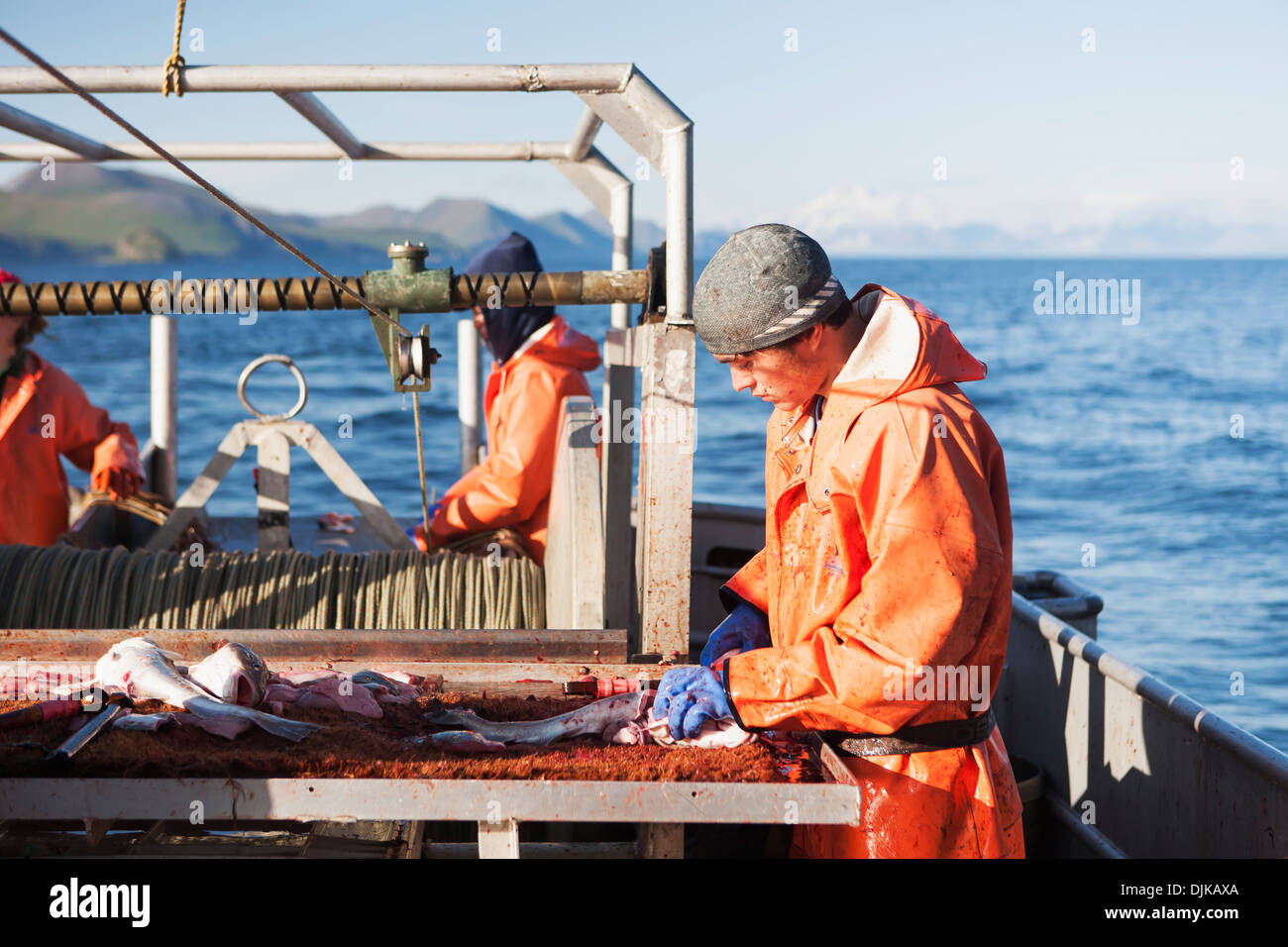Baiting Halibut Longline Hooks With Pink Salmon While Preparing To ...