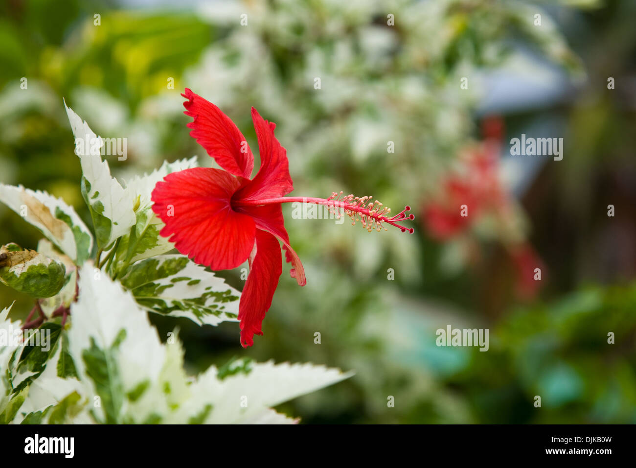 National flower of colombia hi-res stock photography and images - Alamy