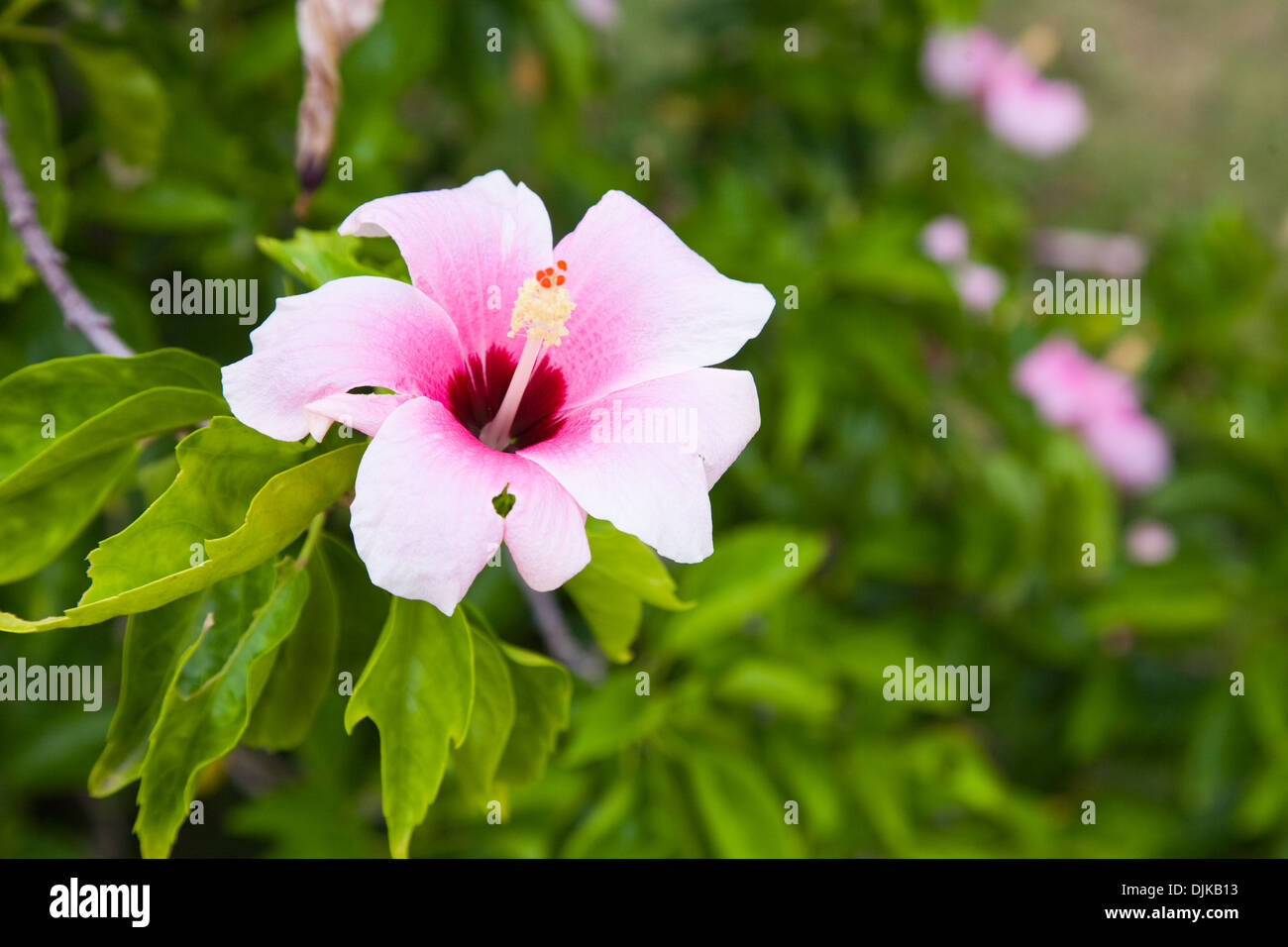 Hibiscus flower at Tayrona National Park, Colombia Stock Photo - Alamy