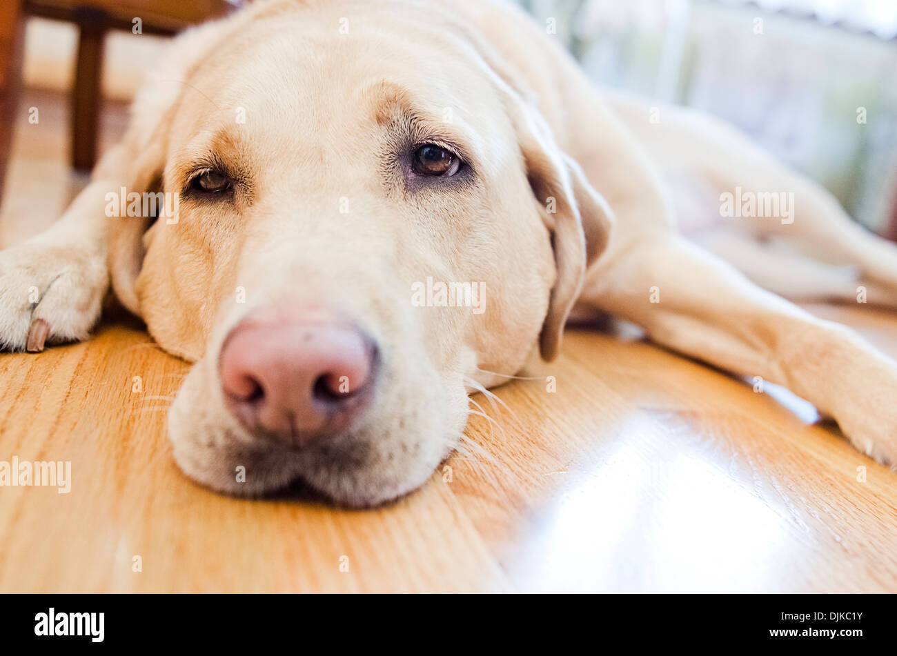 Labrador paws face hi-res stock photography and images - Alamy
