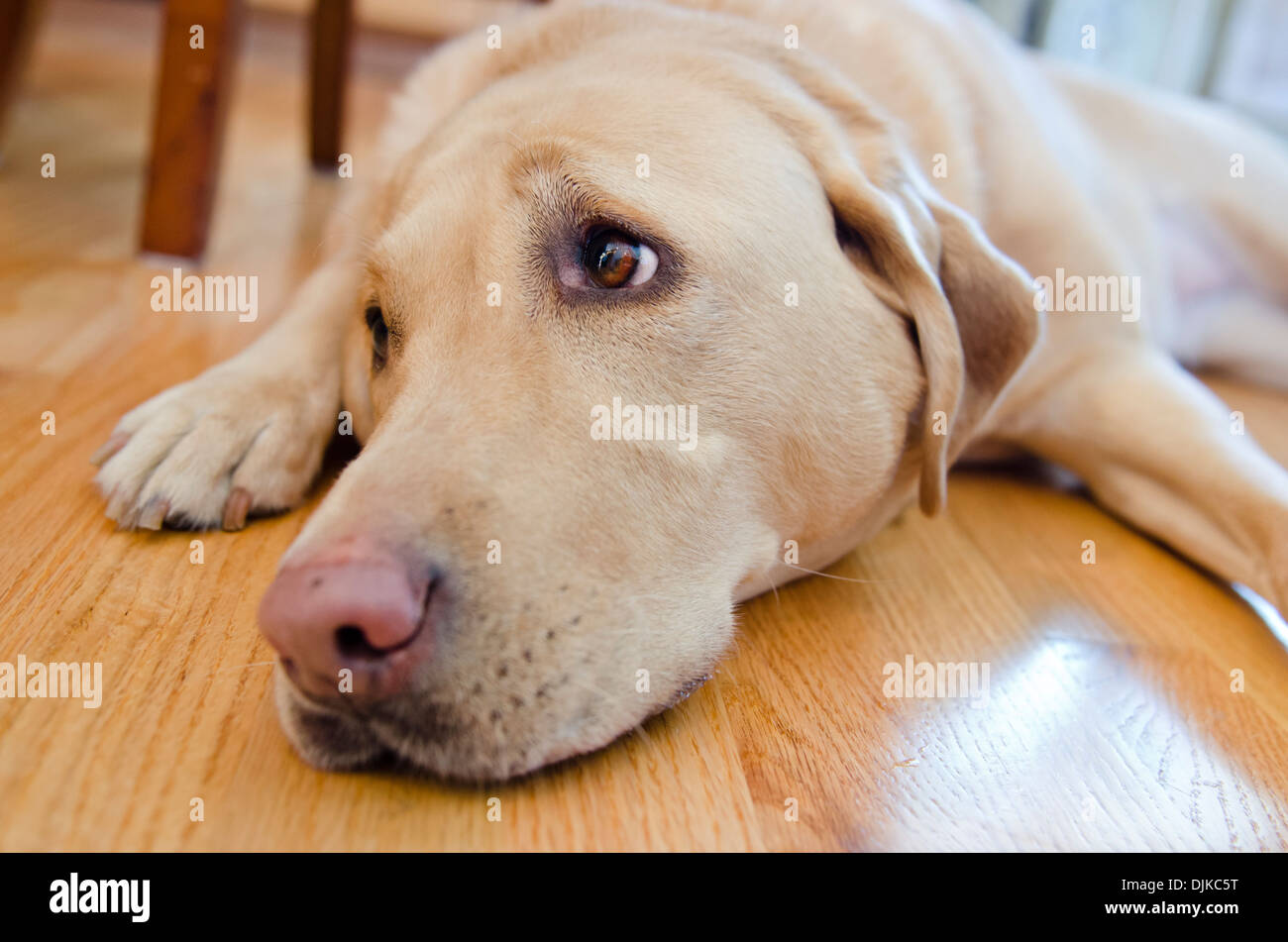 Labrador and big head hi-res stock photography and images - Alamy