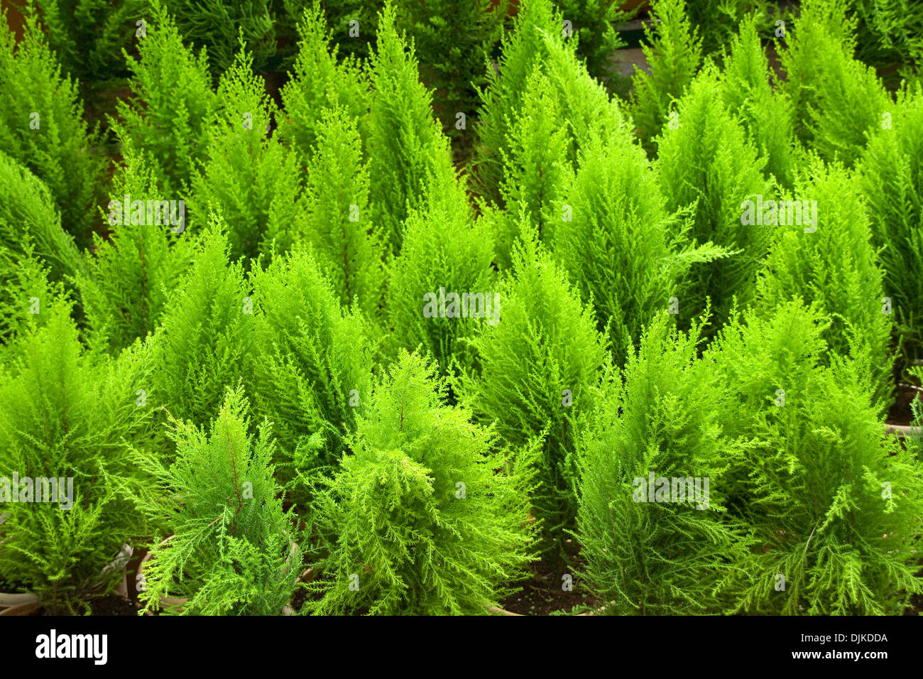 Scale leaves hi-res stock photography and images - Alamy