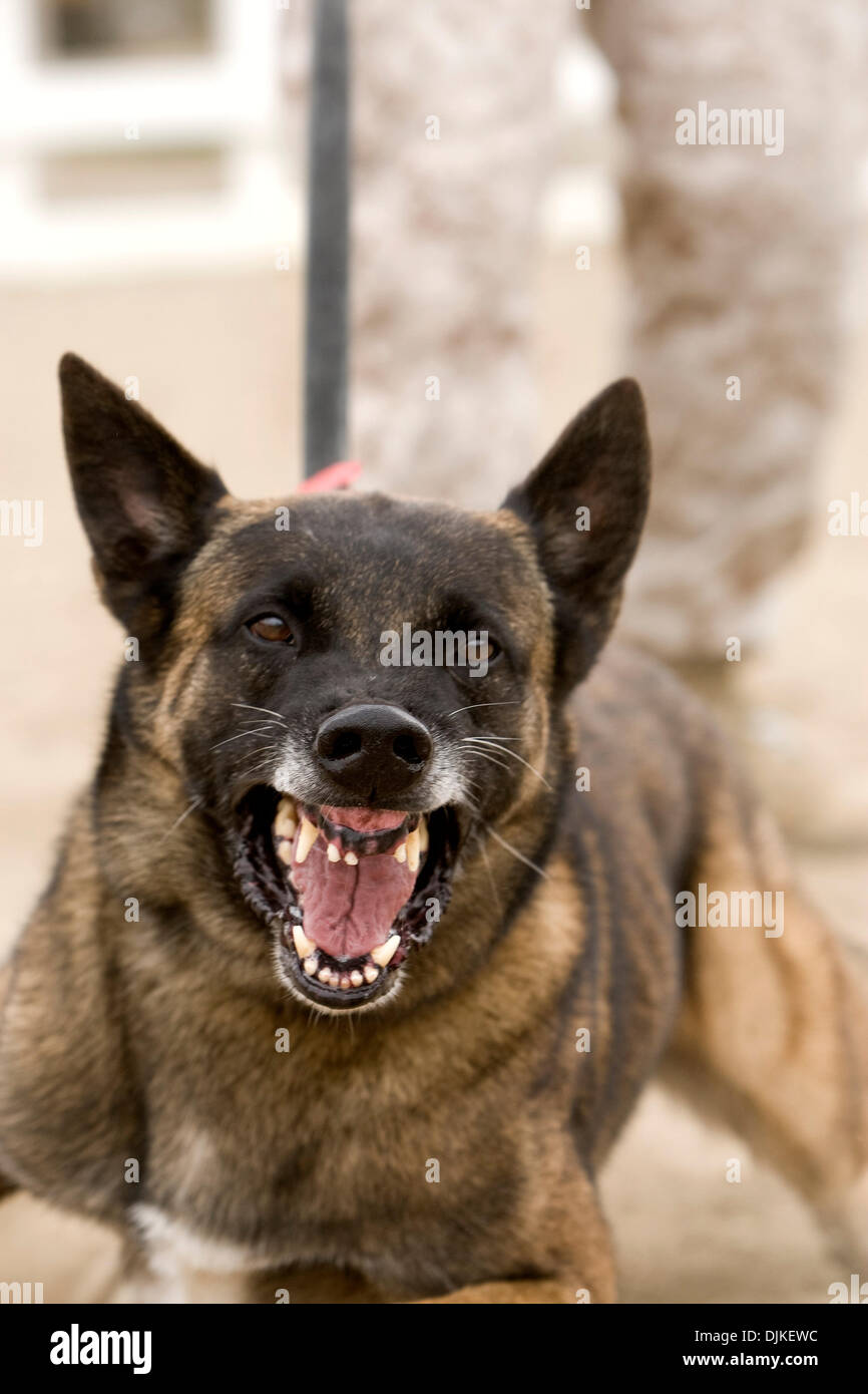 Sep. 05, 2010 - San Diego, California, USA - The K-9 Military Working ...