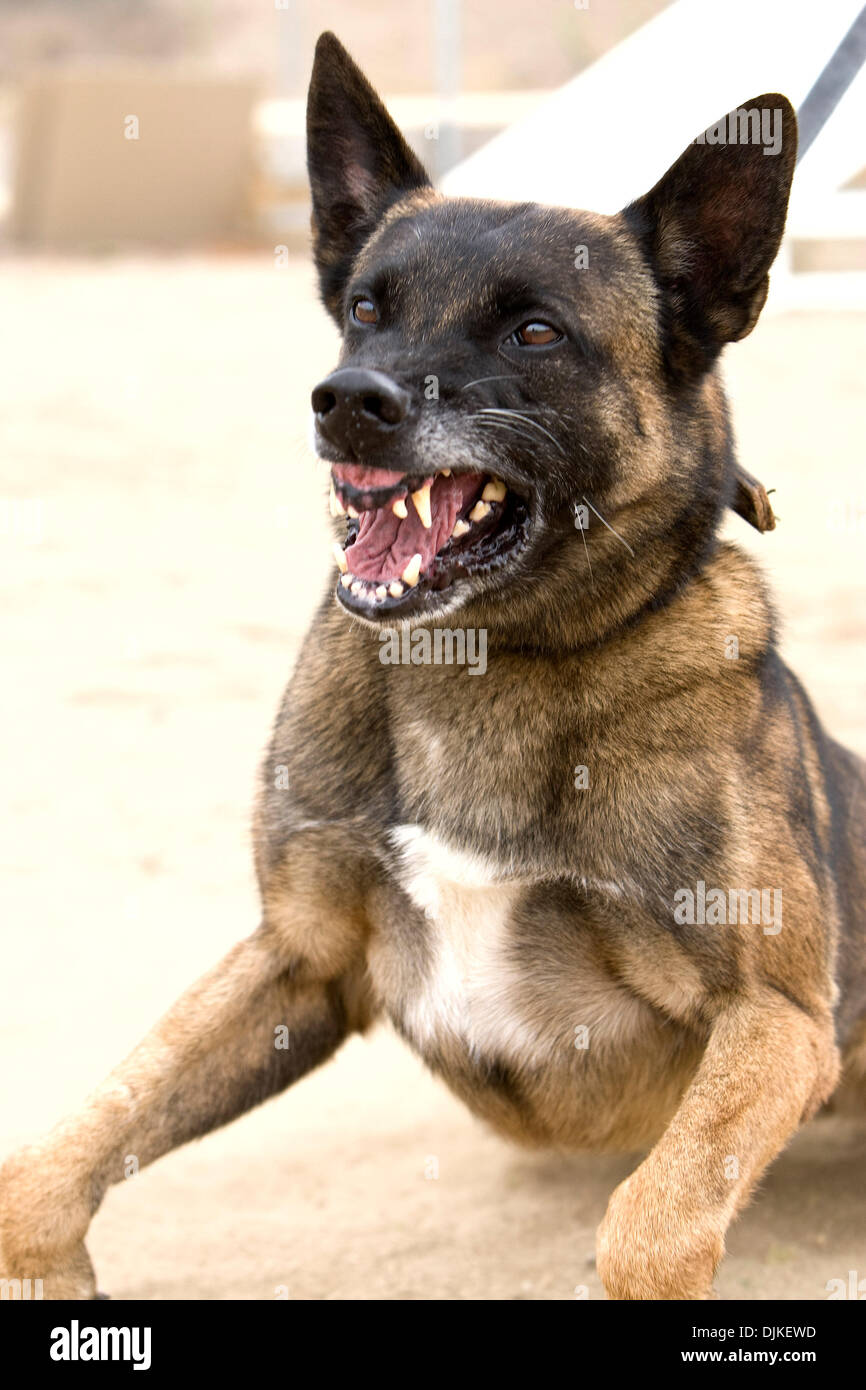 Sep. 05, 2010 - San Diego, California, USA - The K-9 Military Working ...