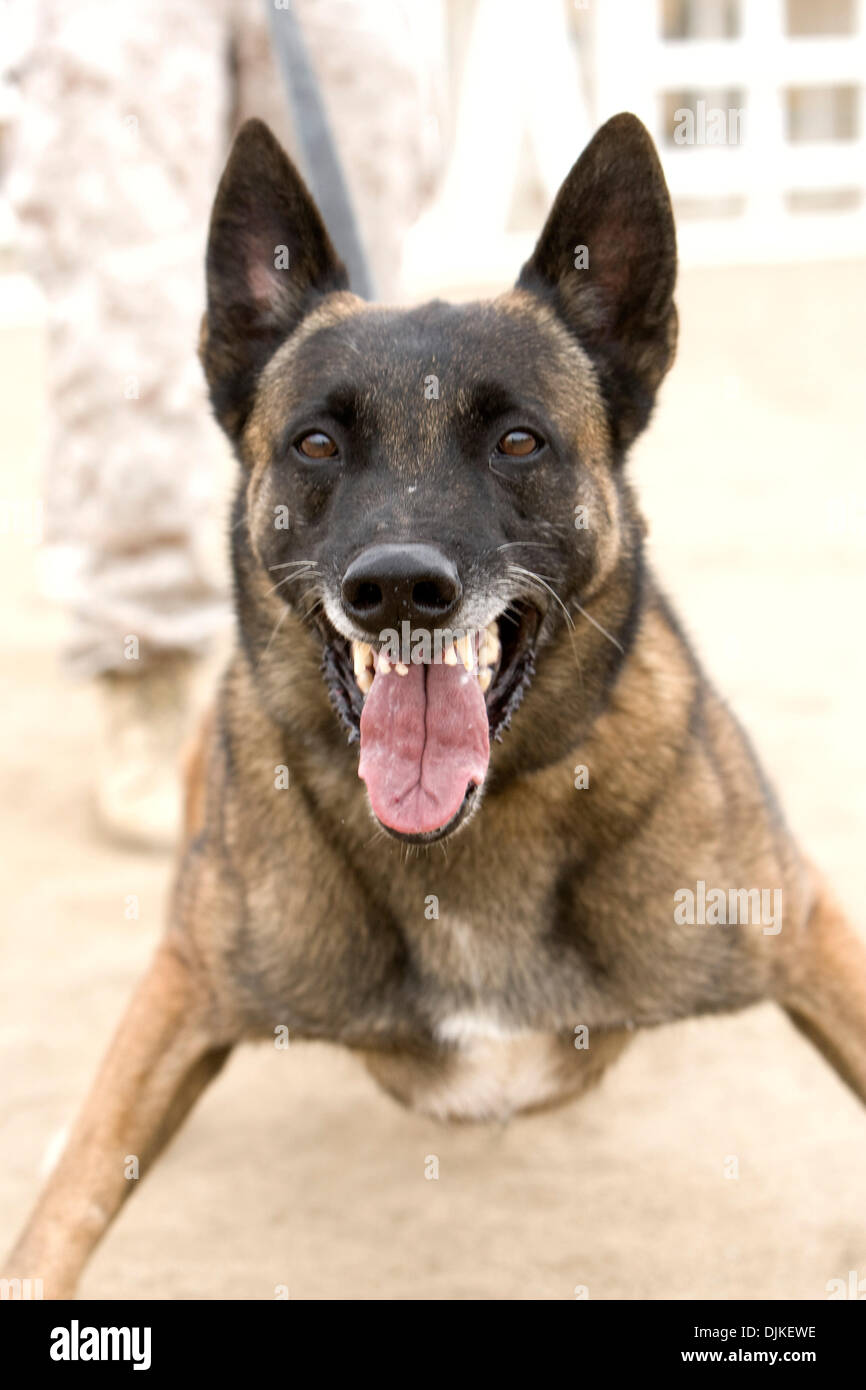 Sep. 05, 2010 - San Diego, California, USA - The K-9 Military Working ...