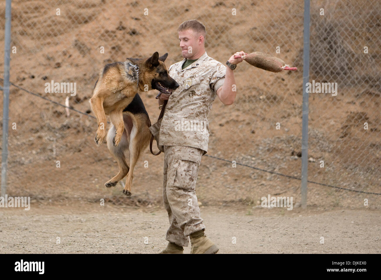Military working dog trains hi-res stock photography and images - Alamy