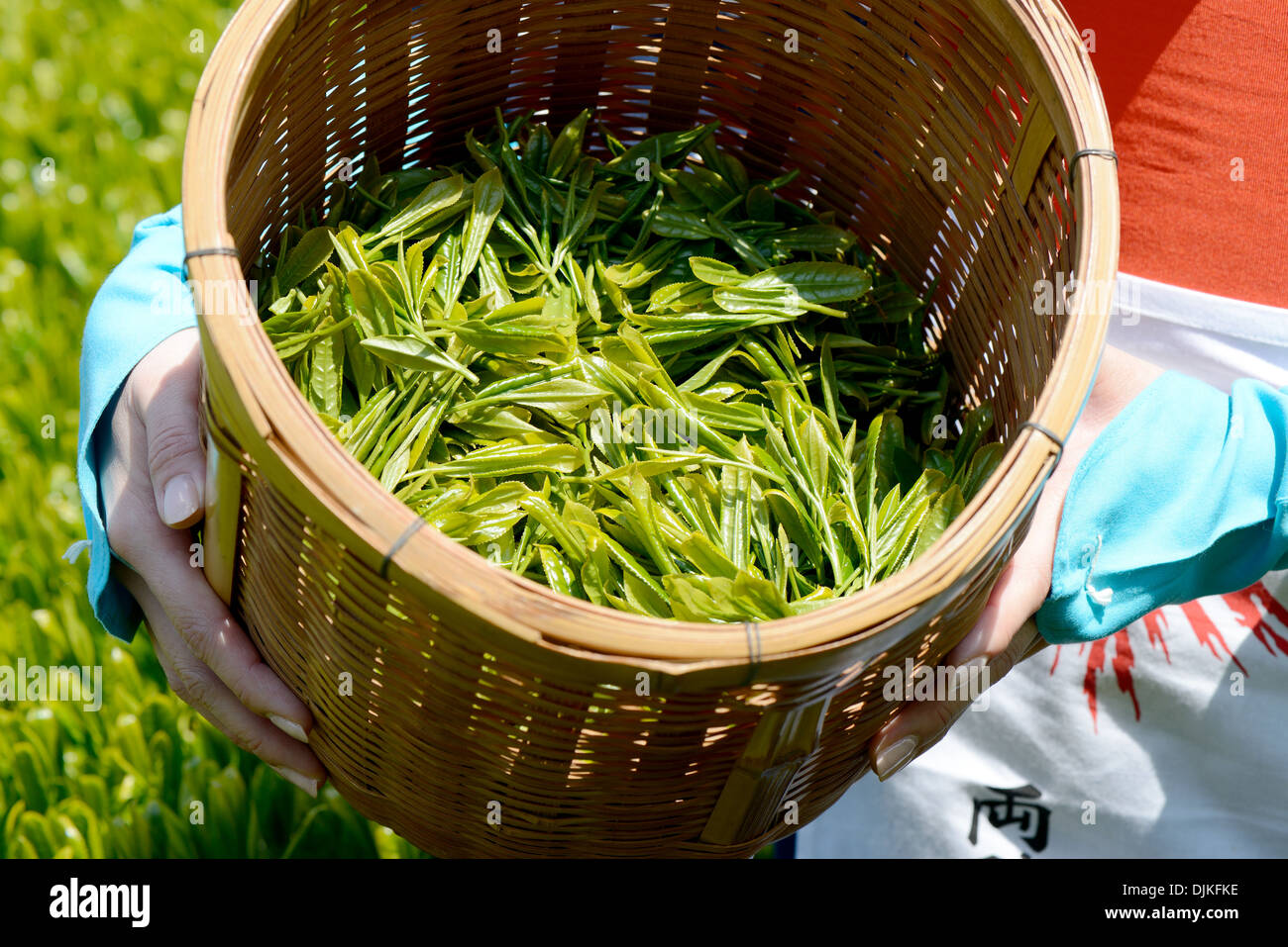 Young green tea leaves hi-res stock photography and images - Alamy