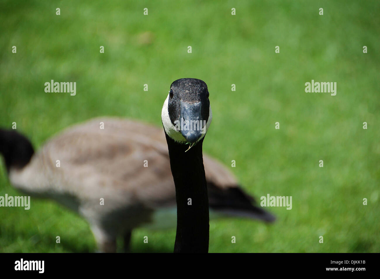 Face of a Canada goose Stock Photo - Alamy