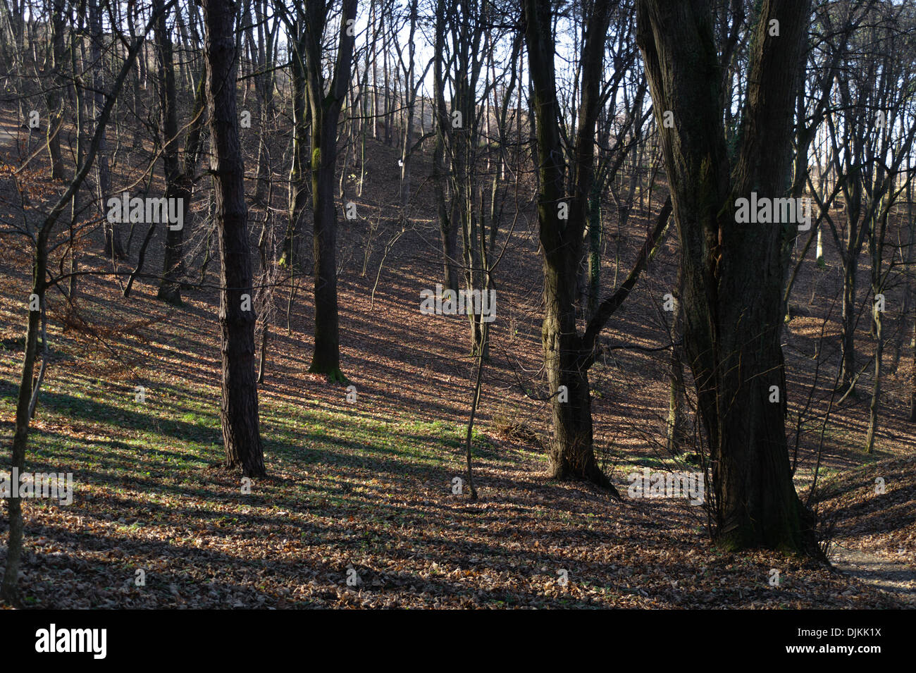 Late autumn forest hi-res stock photography and images - Alamy