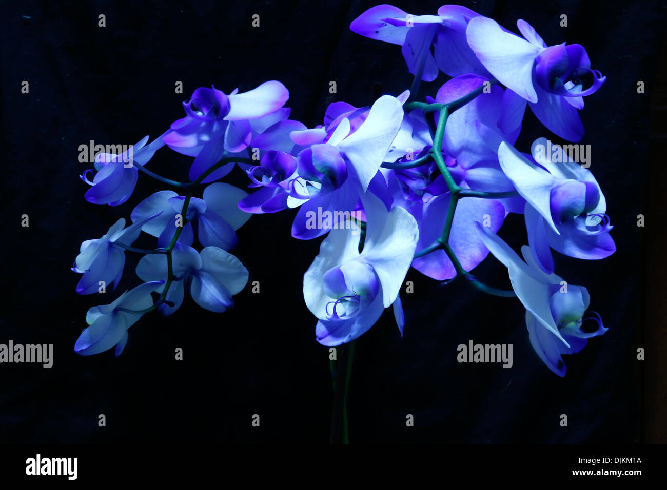 Orchads hi-res stock photography and images - Alamy