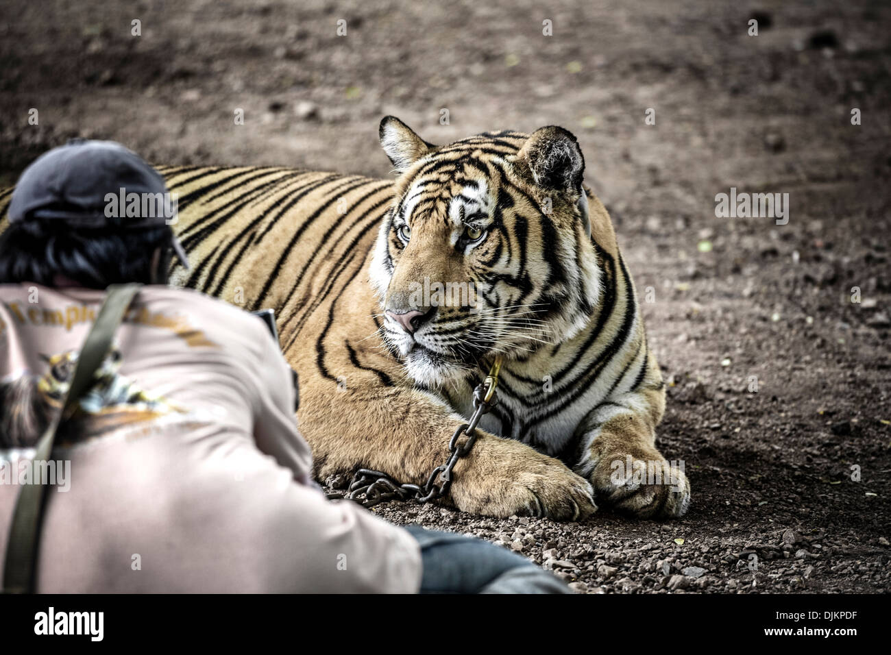 Picture tiger hi-res stock photography and images - Alamy