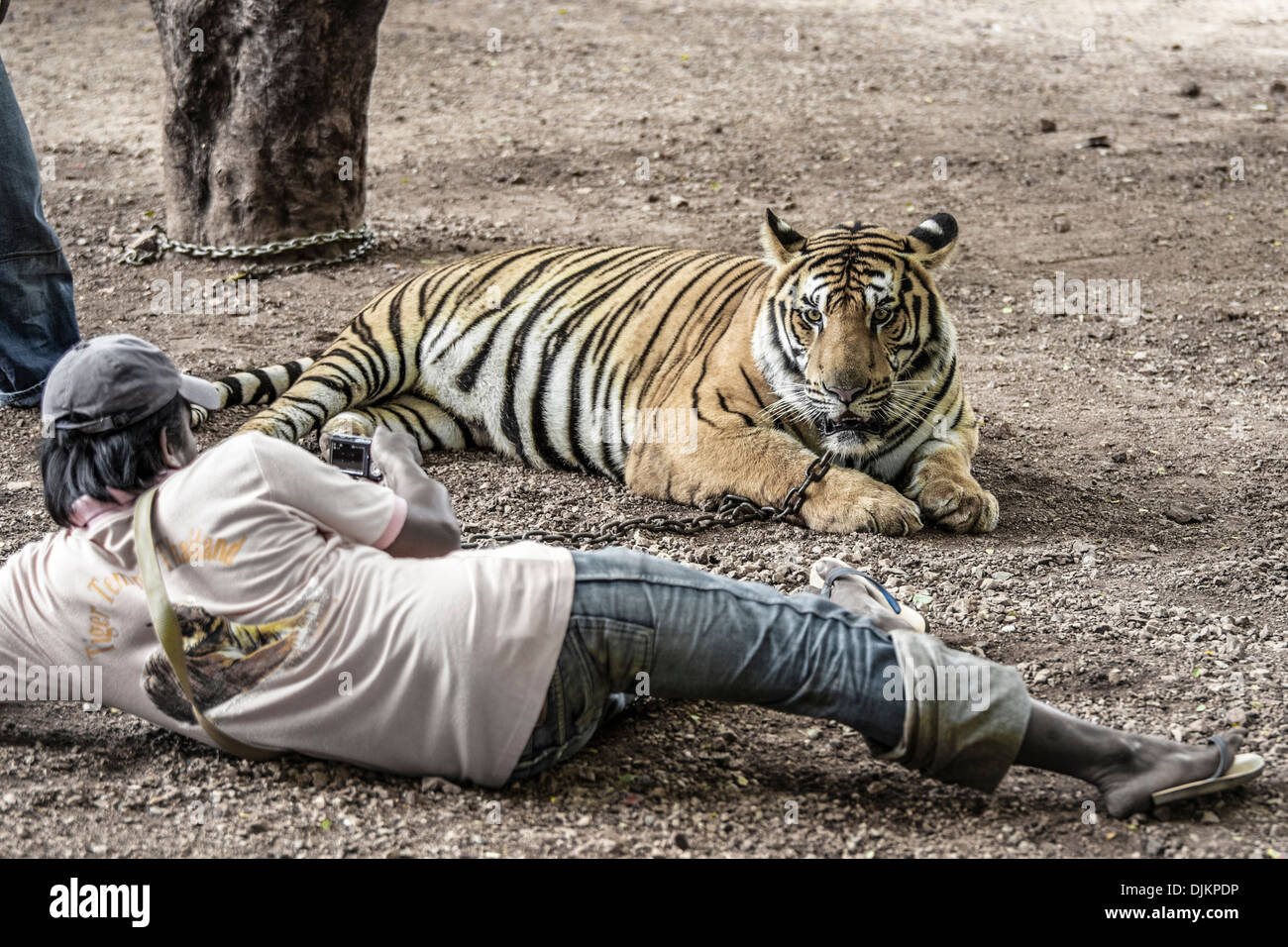 Picture tiger hi-res stock photography and images - Alamy
