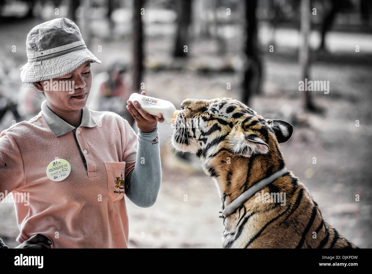 Baby tiger drinking milk hi-res stock photography and images - Alamy