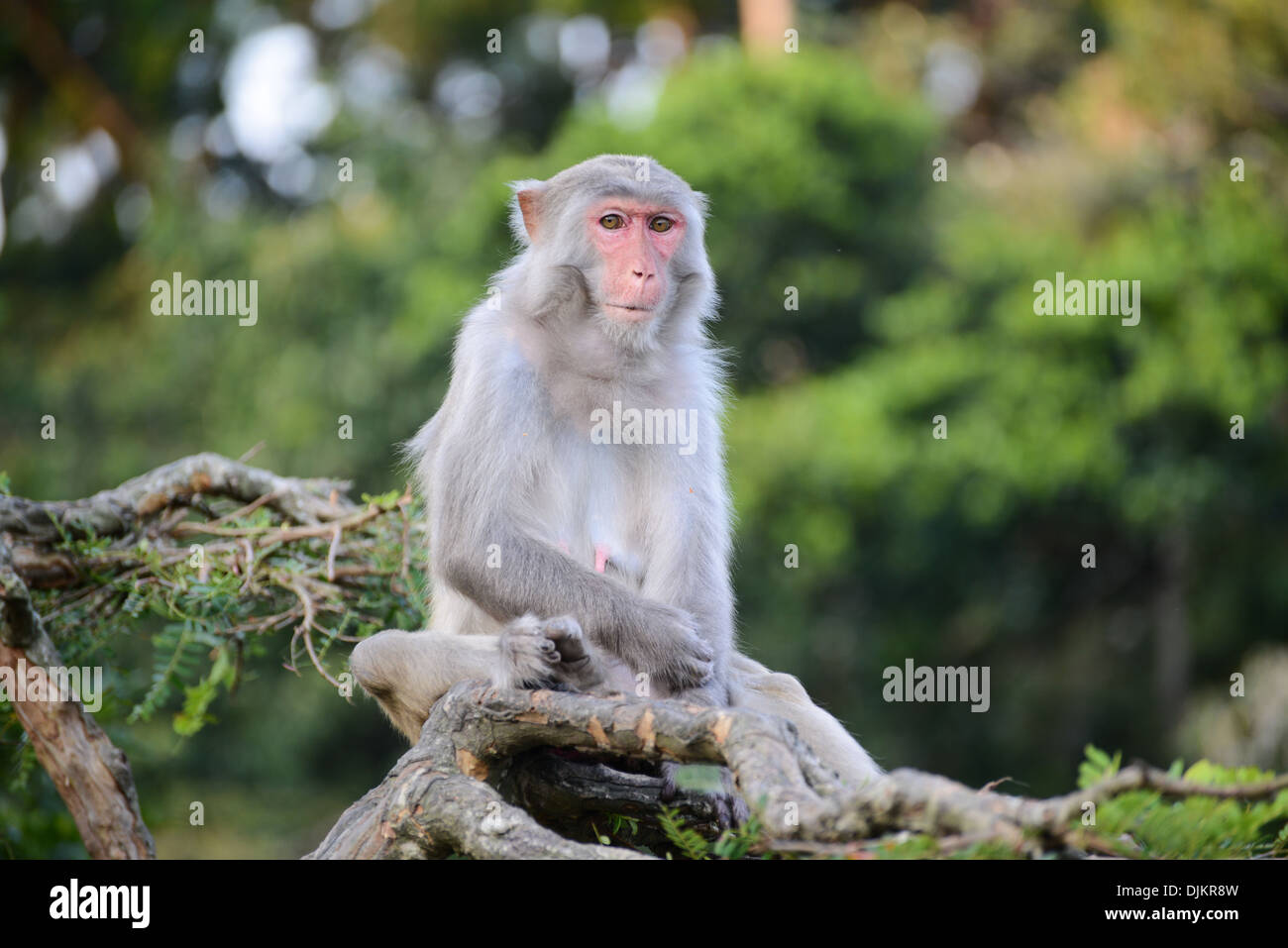 Monkey sit hi-res stock photography and images - Alamy