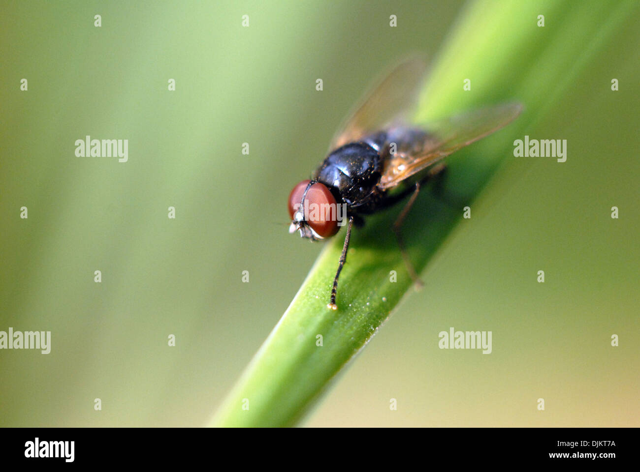 Focus eyes on the fly Stock Photo - Alamy