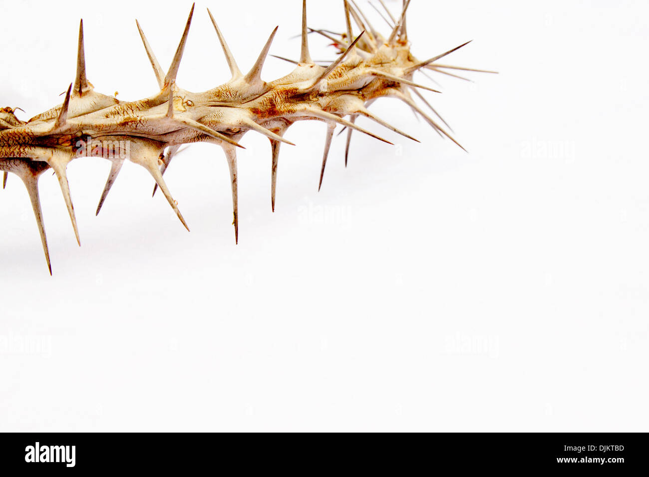 Round plant with thorns Cut Out Stock Images & Pictures - Alamy