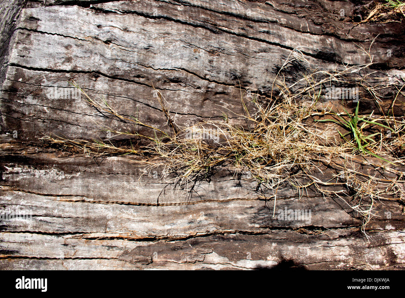 extreme close up texture of decaying wood log and new grass sprouting ...