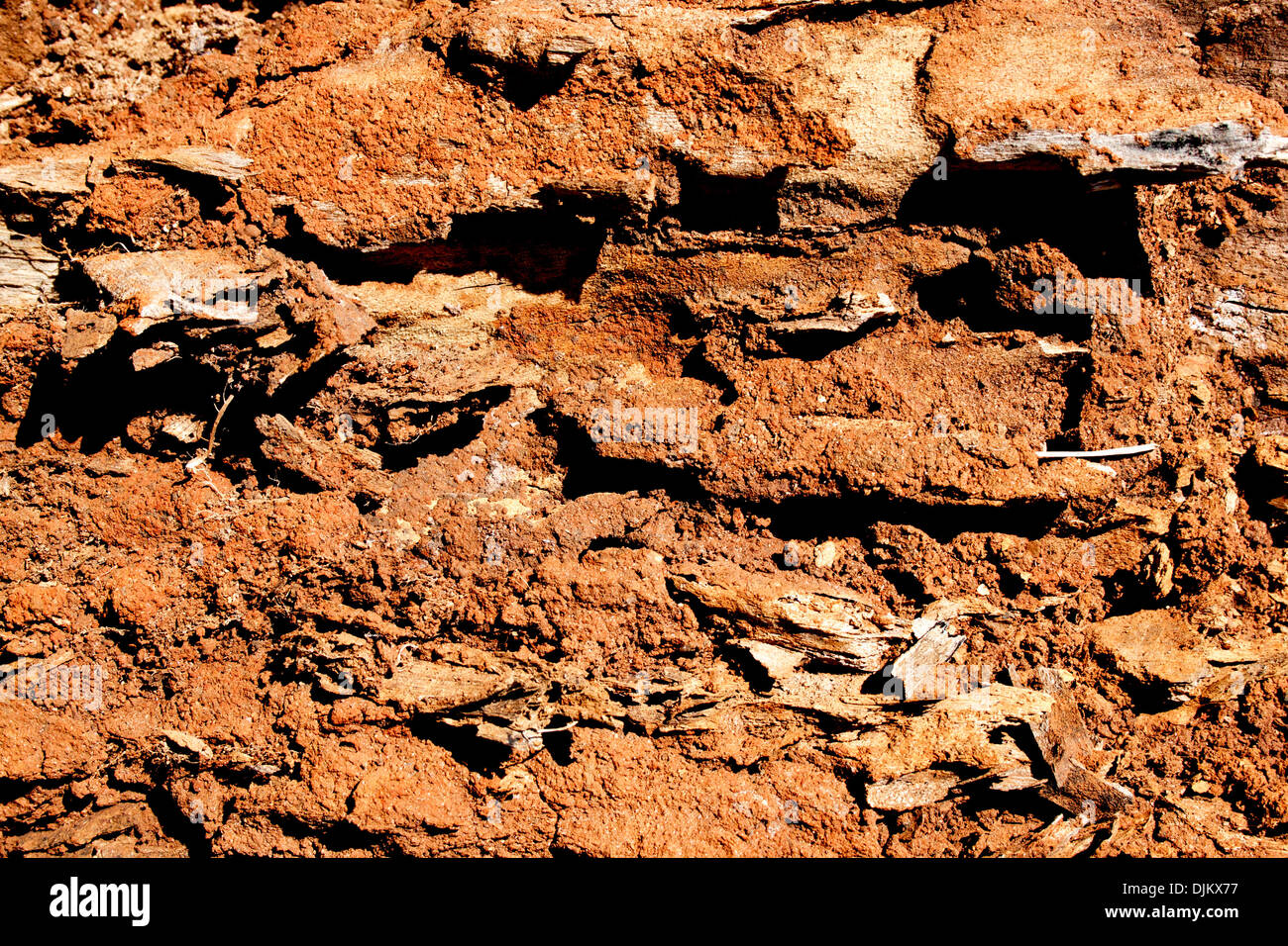 extreme close up of ant eaten decaying log of tree covered in sand ...
