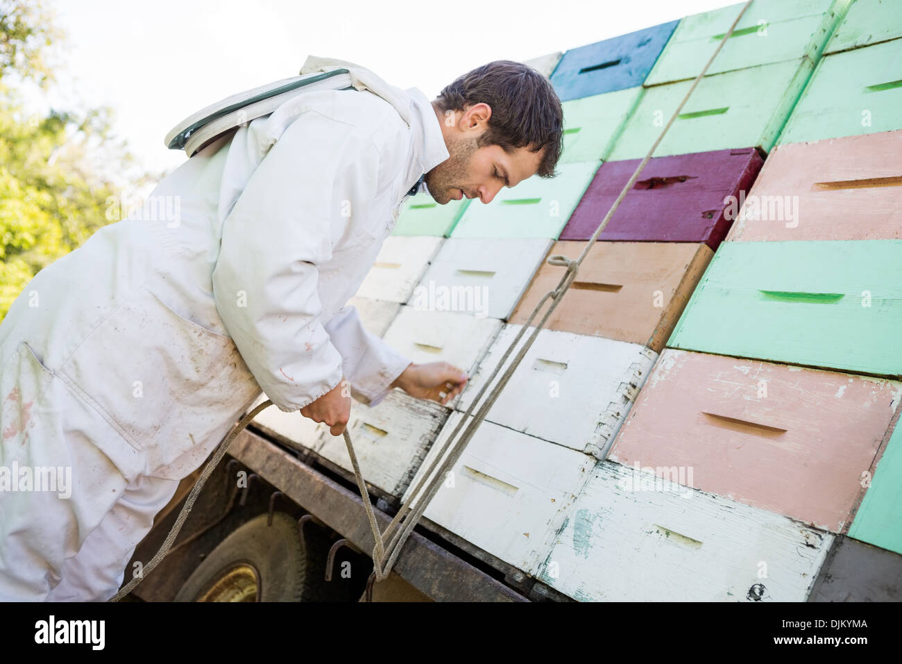Beekeeper Tying Rope Stacked Honeycomb Crates Stock Photo - Alamy