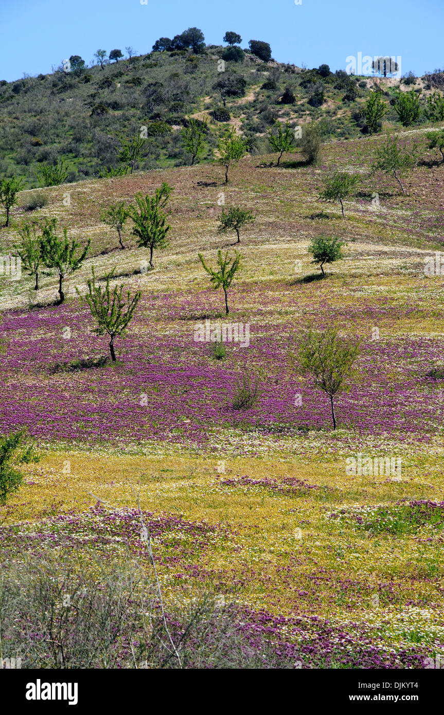 Field with lilac spring flowers and trees, Near Ardales, Malaga ...