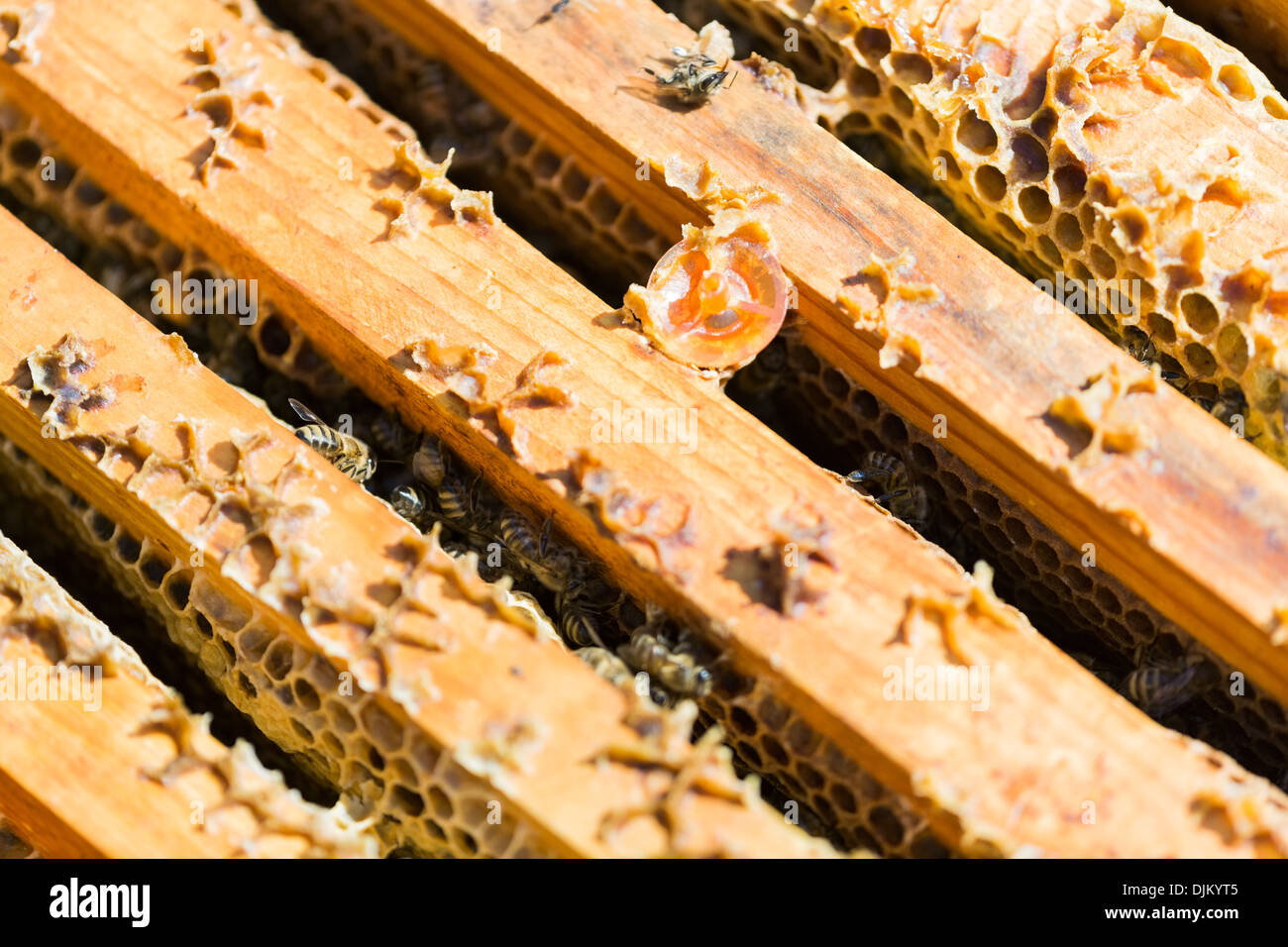 Closeup honeycomb full bees honey hi-res stock photography and images ...