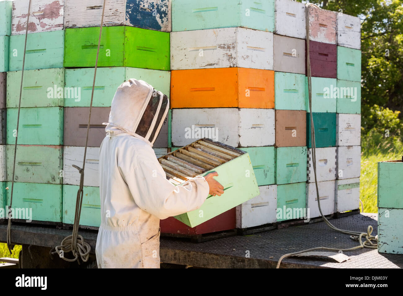 Beekeeper Unloading Honeycomb Crate From Truck Stock Photo - Alamy