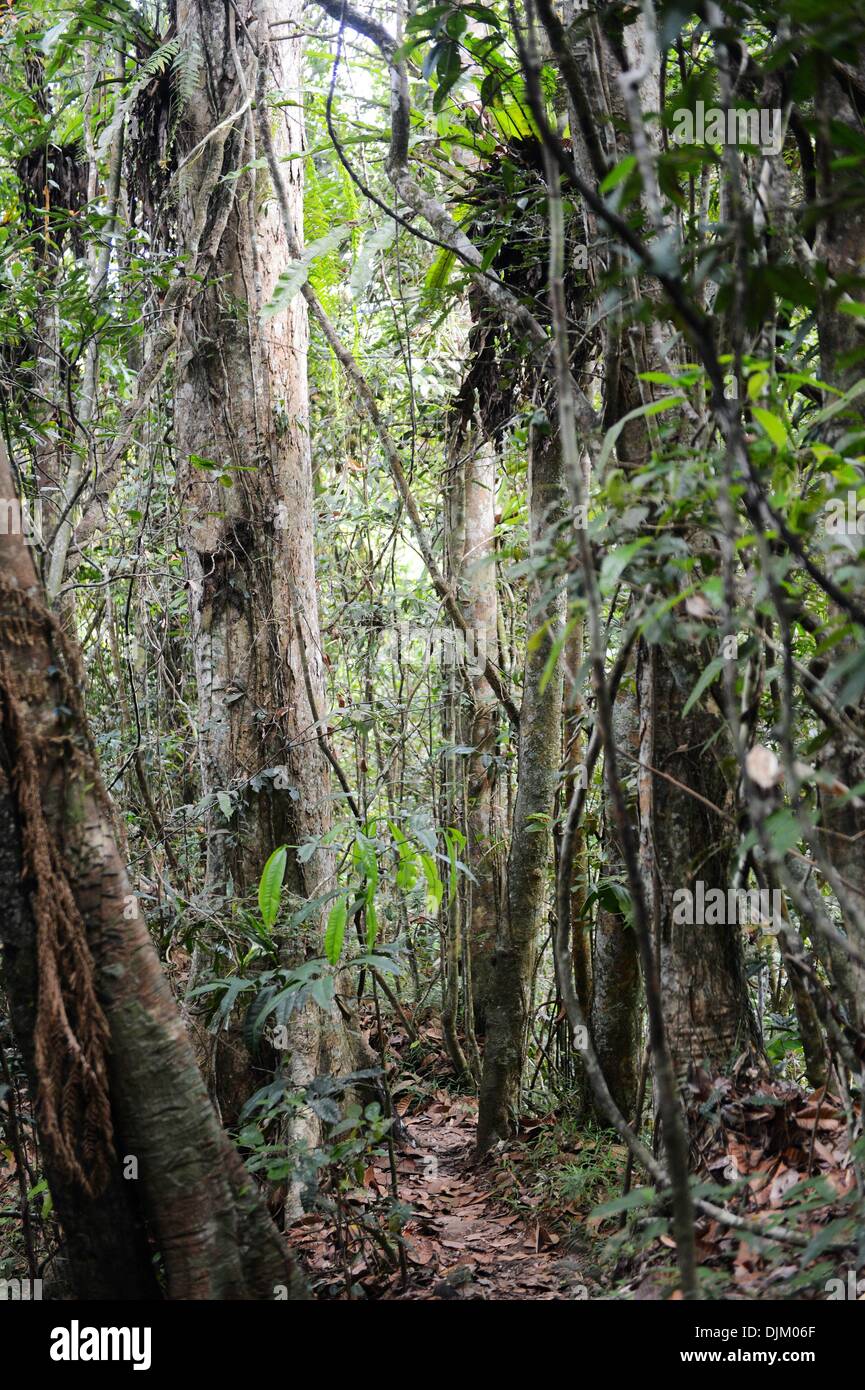 Rainforests of the atsinanana hi-res stock photography and images - Alamy