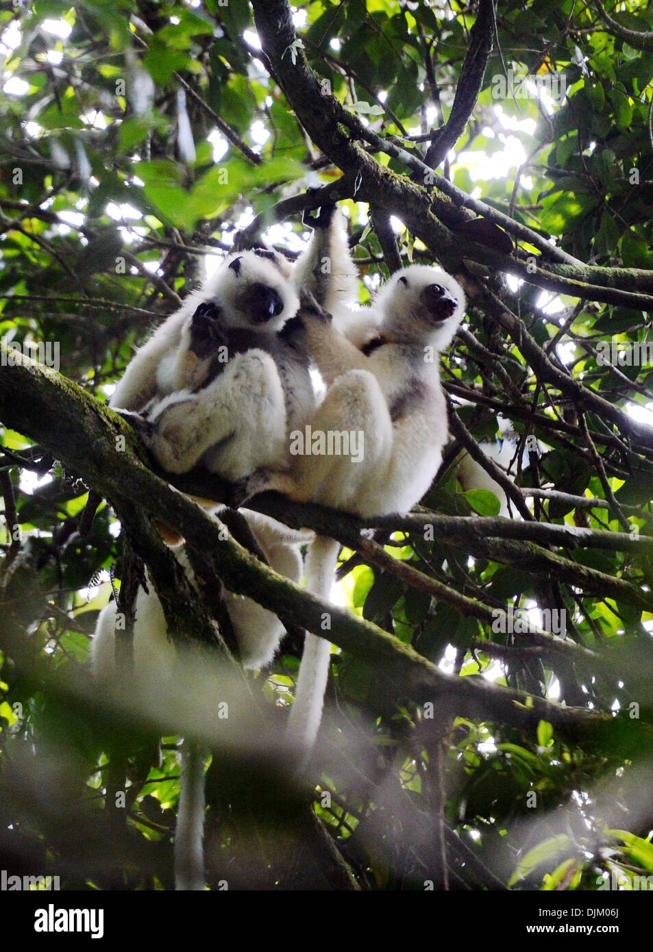 Atsinanana rainforests hi-res stock photography and images - Alamy
