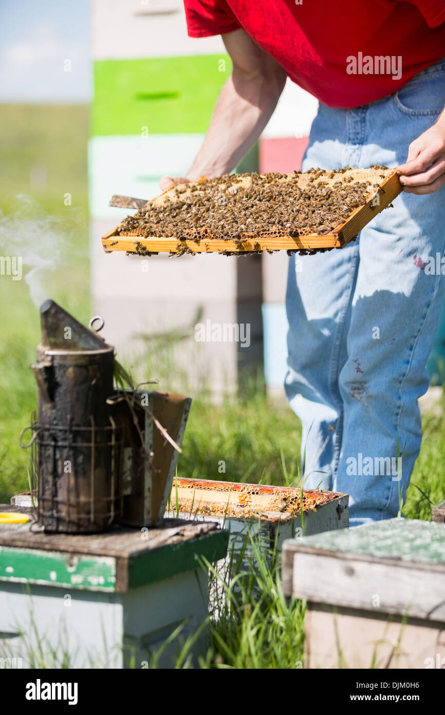 Beekeeper Smoking A Beehive Stock Photo - Alamy