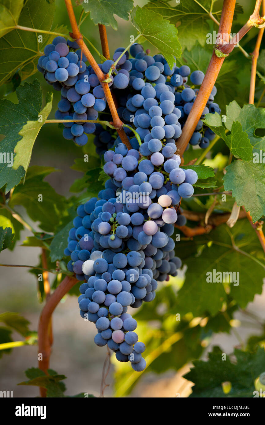 black grapes on vineyard Stock Photo - Alamy