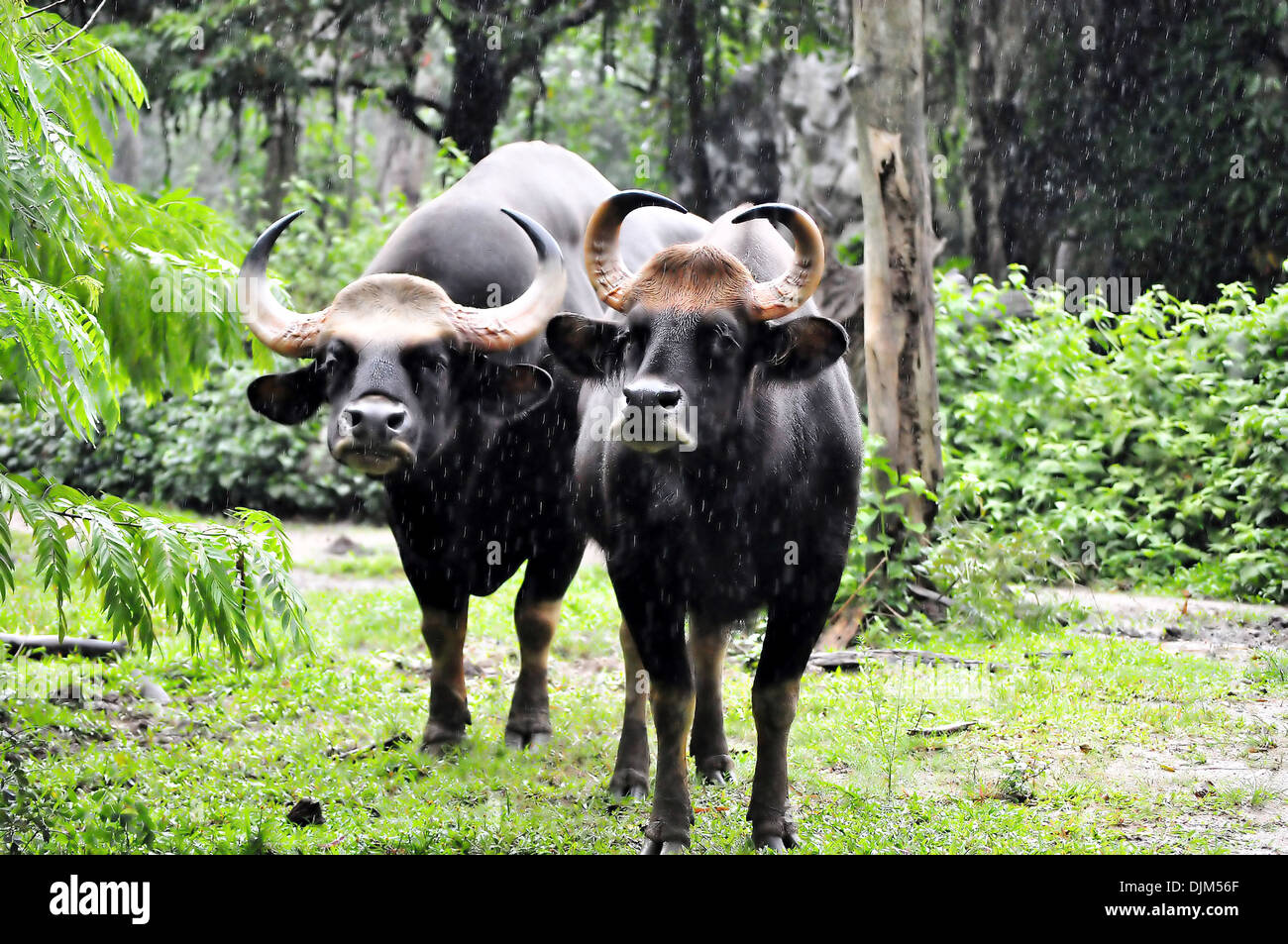 Portrait of Two Buffaloes Stock Photo - Alamy