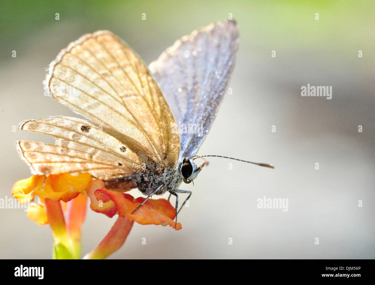 Tiny butterfly hi-res stock photography and images - Alamy