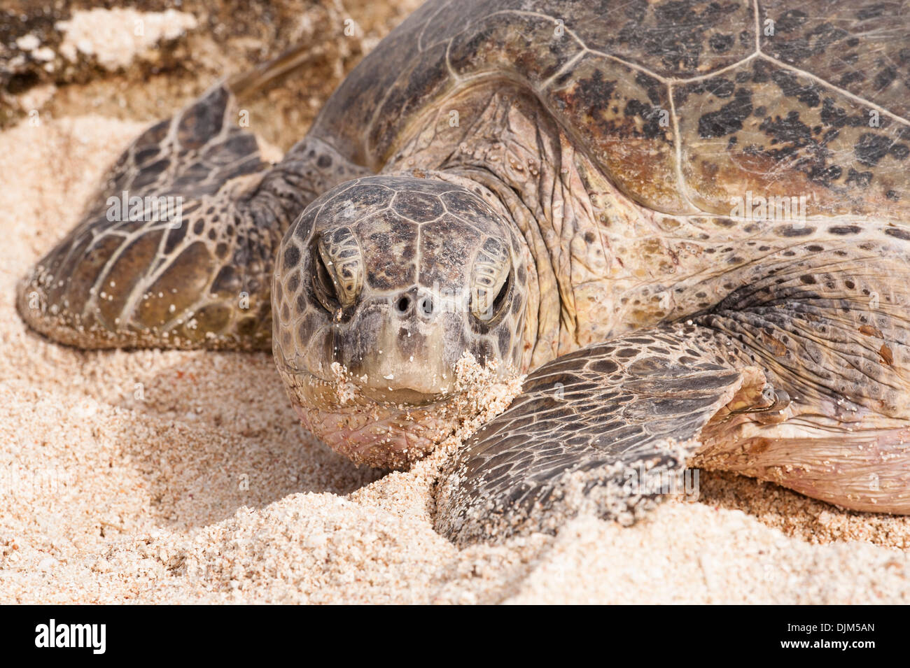 close up female green sea turtle ashore resting on the beach having ...